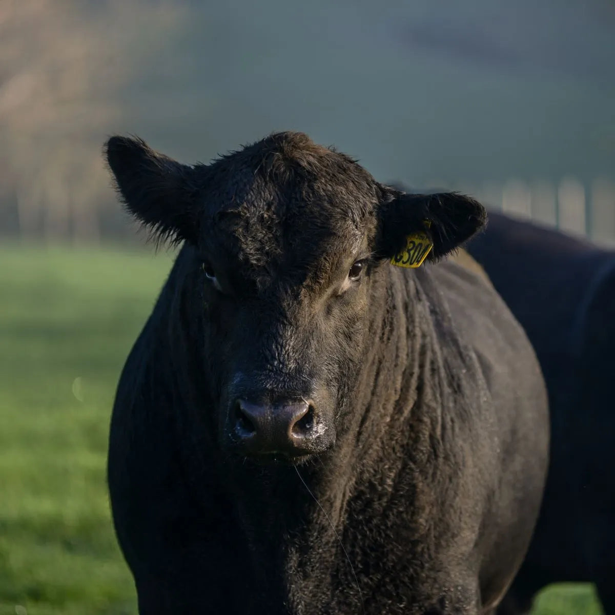 Chilled out cows make better beef | Matangi Angus Beef & Chicory ...
